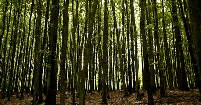 Forest-Risk Commodities: A Major Cause of Deforestation, Emissions and ...